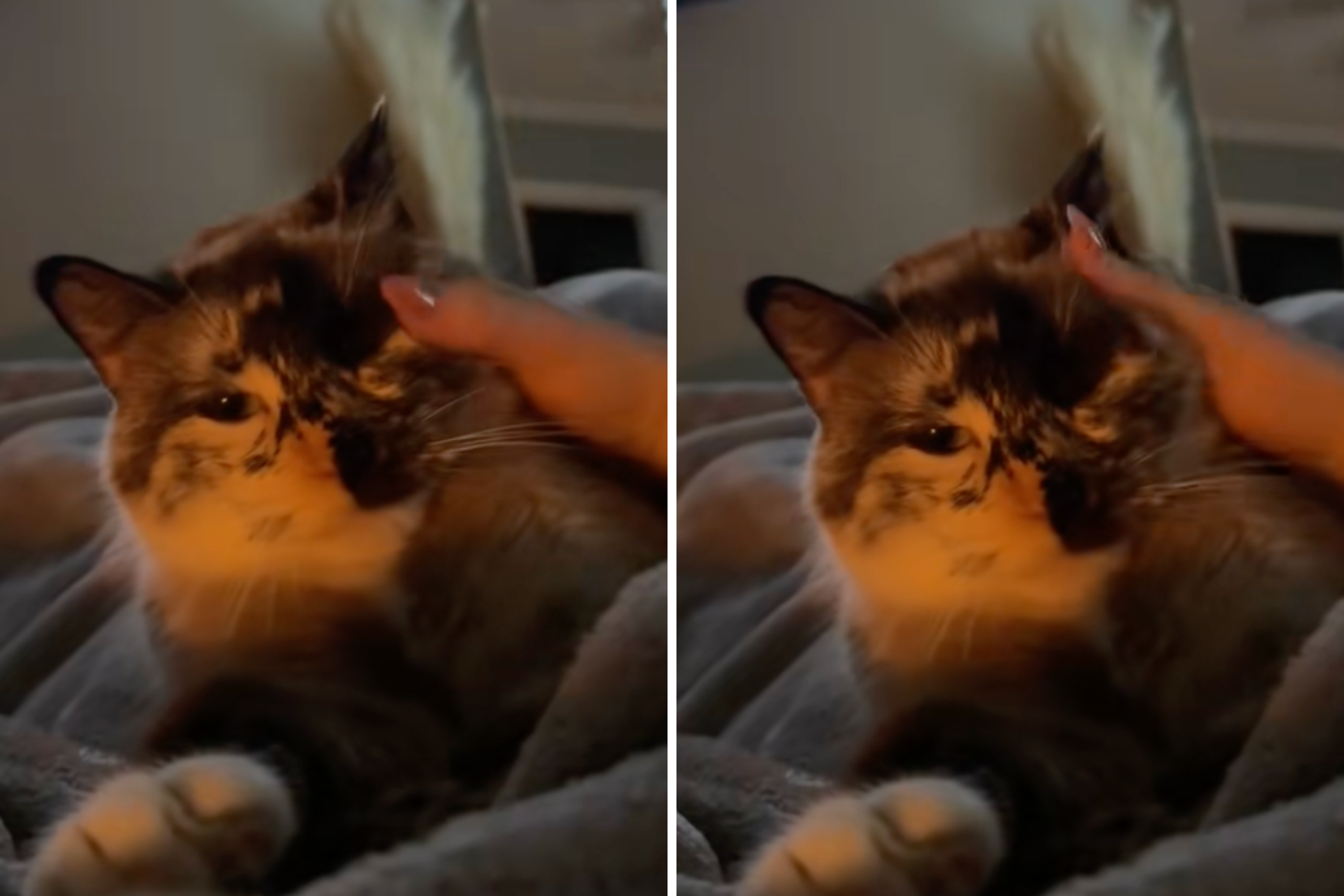 Cat locked in bathroom for over 10 years, tears over how her life looks now