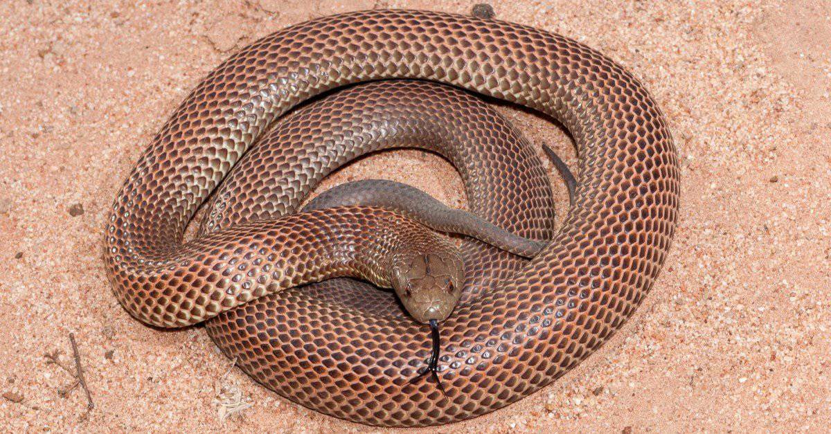 The giants of the snake world: Longest and largest species