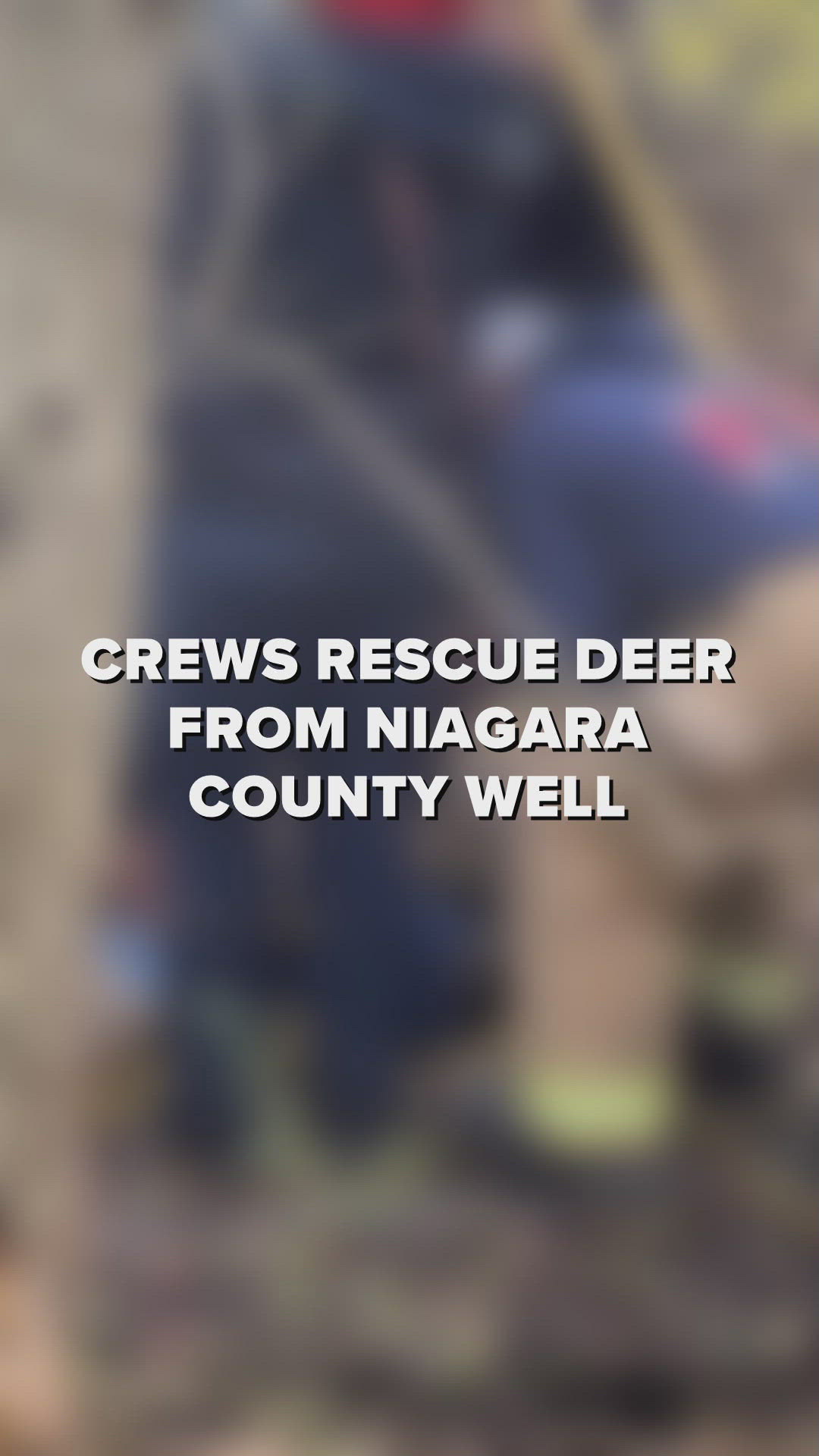 Rescue crews save deer from 10-foot well in Niagara County