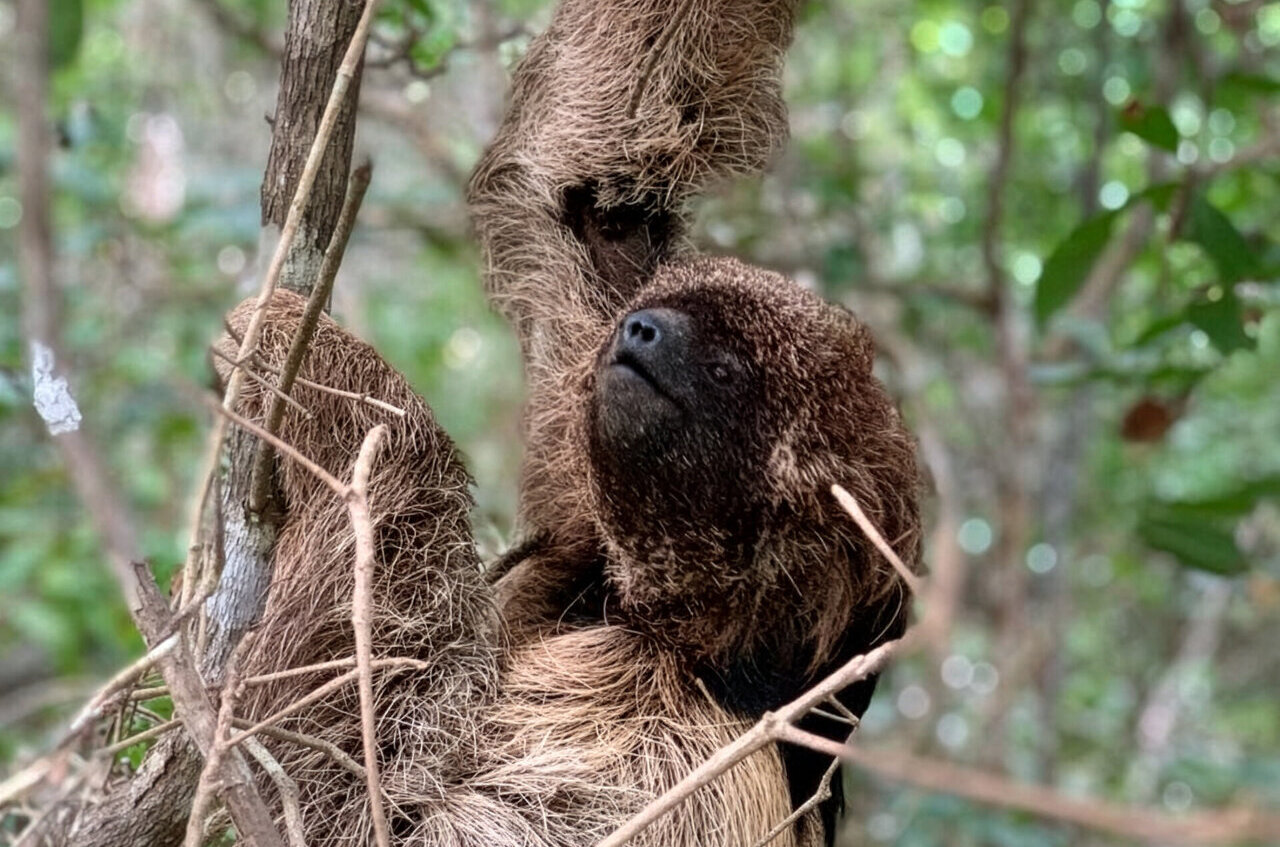 Maned sloth genomes show distinct impacts of habitat loss and inbreeding