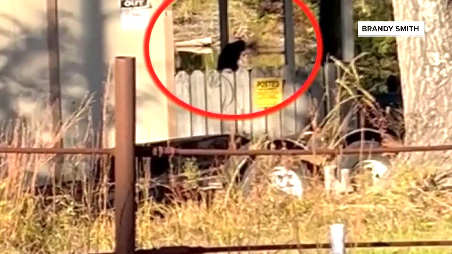 Last Escaped Monkey From Mississippi Truck Crash Captured