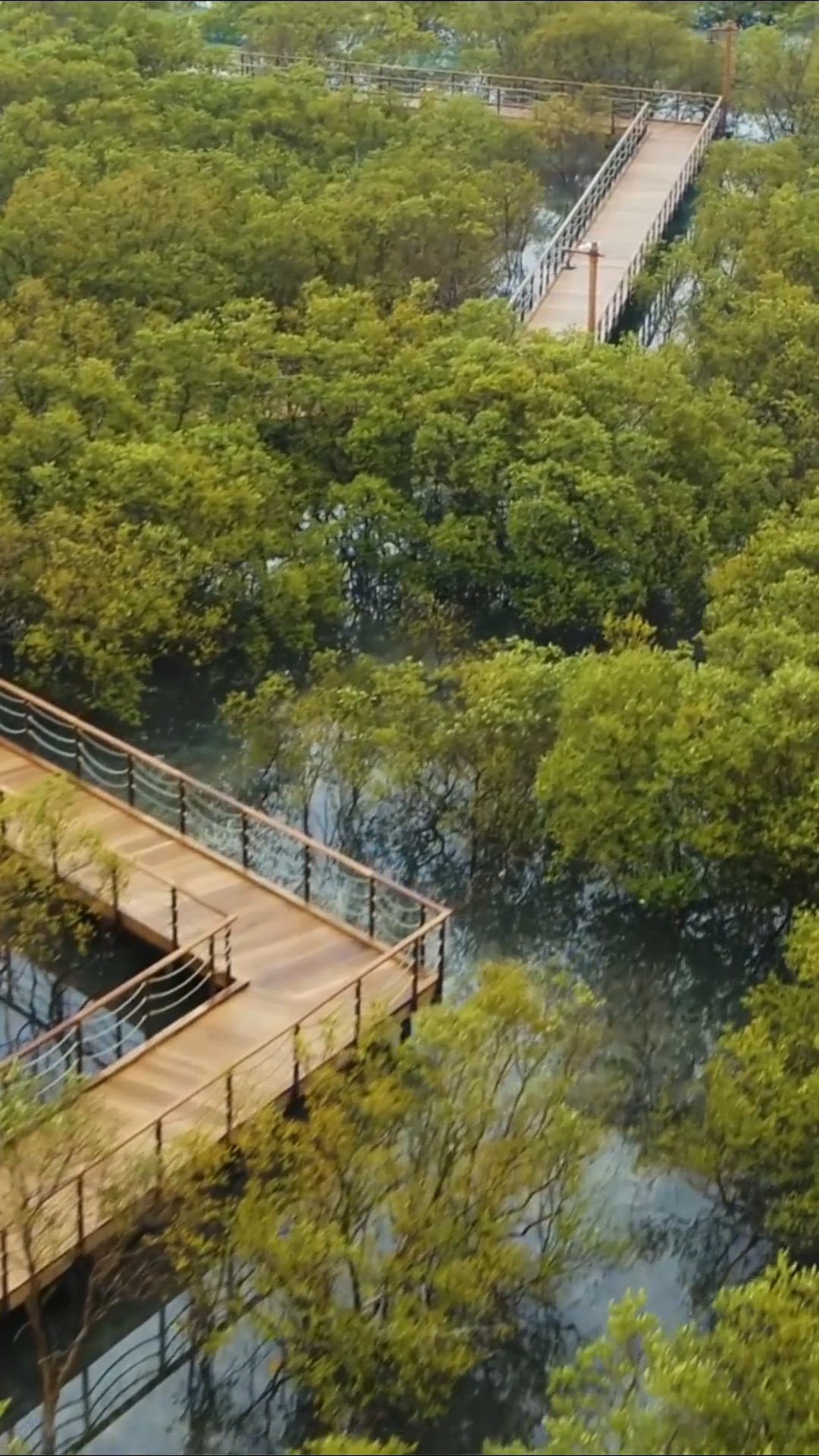 Abu Dhabi's Jubail Mangrove Park: A Drone's Tranquil Journey.
