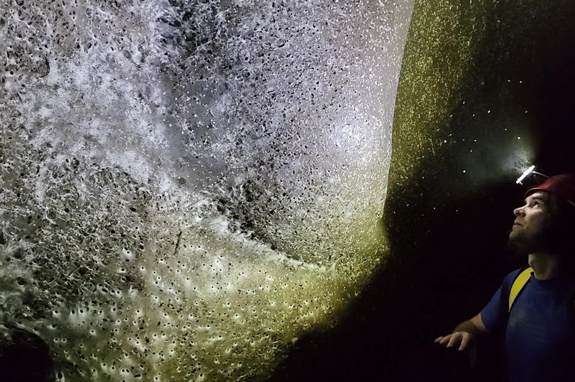 'World's largest' spider web found in dark cave, home to 110K creepy ...