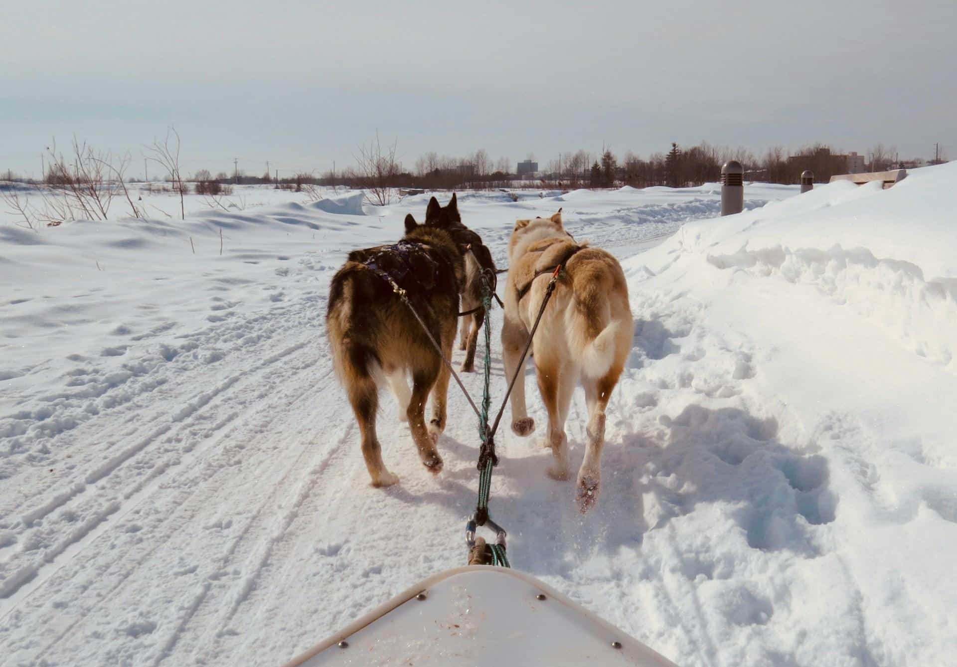 Where to experience dog sledding and winter mushing in Canada