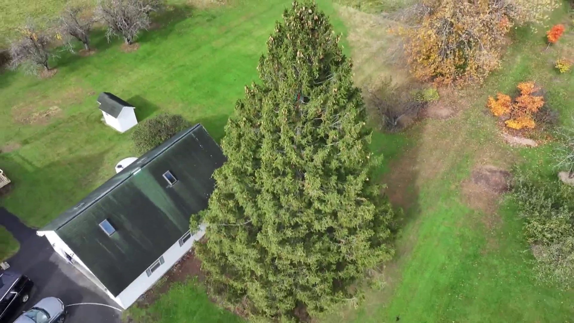 Hear the Story Behind the 2025 Rockefeller Christmas Tree