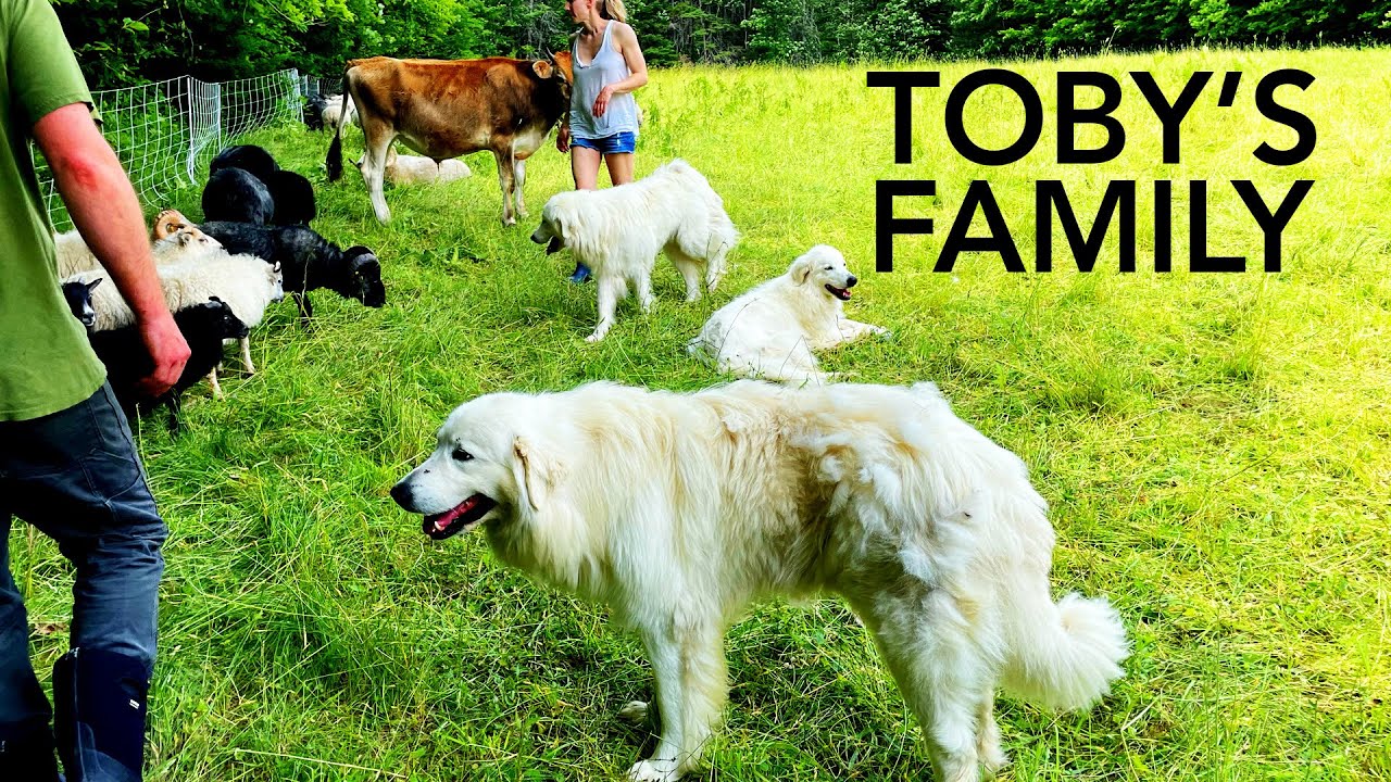 Changing plans for raising new farm puppies