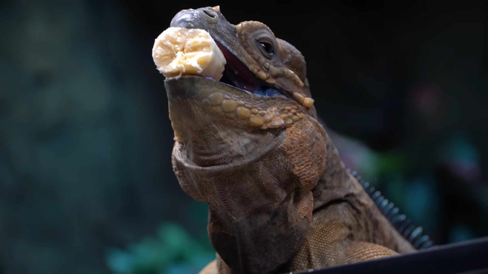 Face to Face With a Giant Anaconda: Brian Barczyk’s Bold Moment