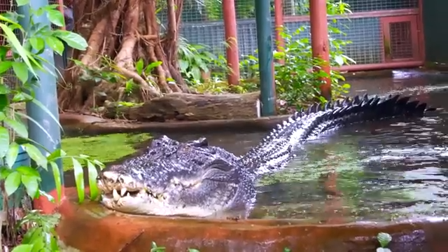 What happened when humans faced the world’s largest captive crocodile
