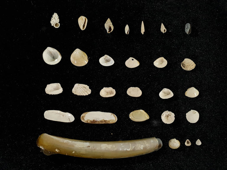 Seashells from centuries ago show that seagrass meadows on Florida’s ...