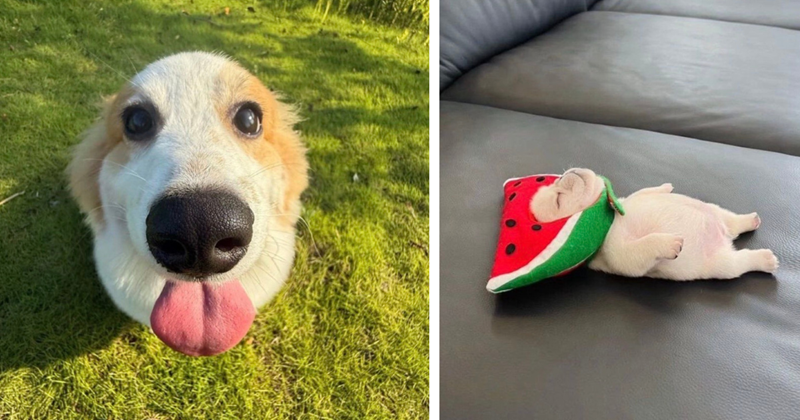 26 Pawsitively Heartwarming Pet Pics to Revive Your Vibe Before the Weekend