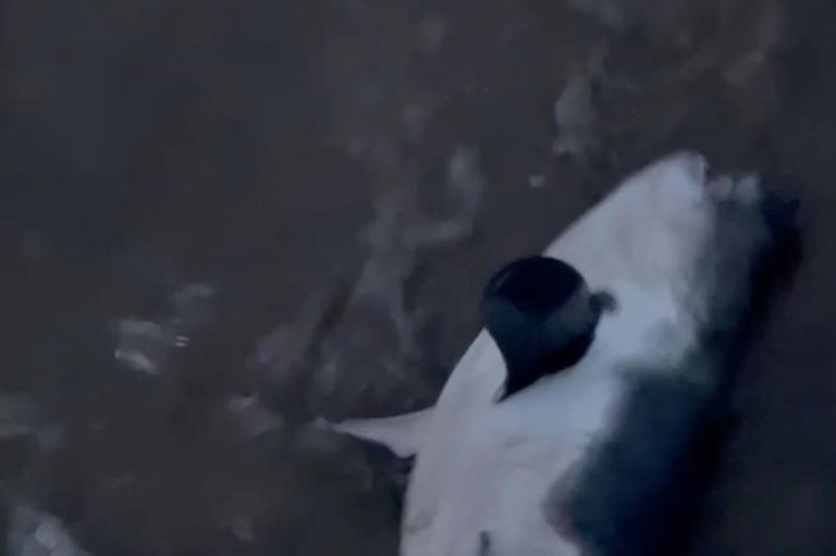 Video captures stunning moment woman rescues beached shark in Oregon as ...