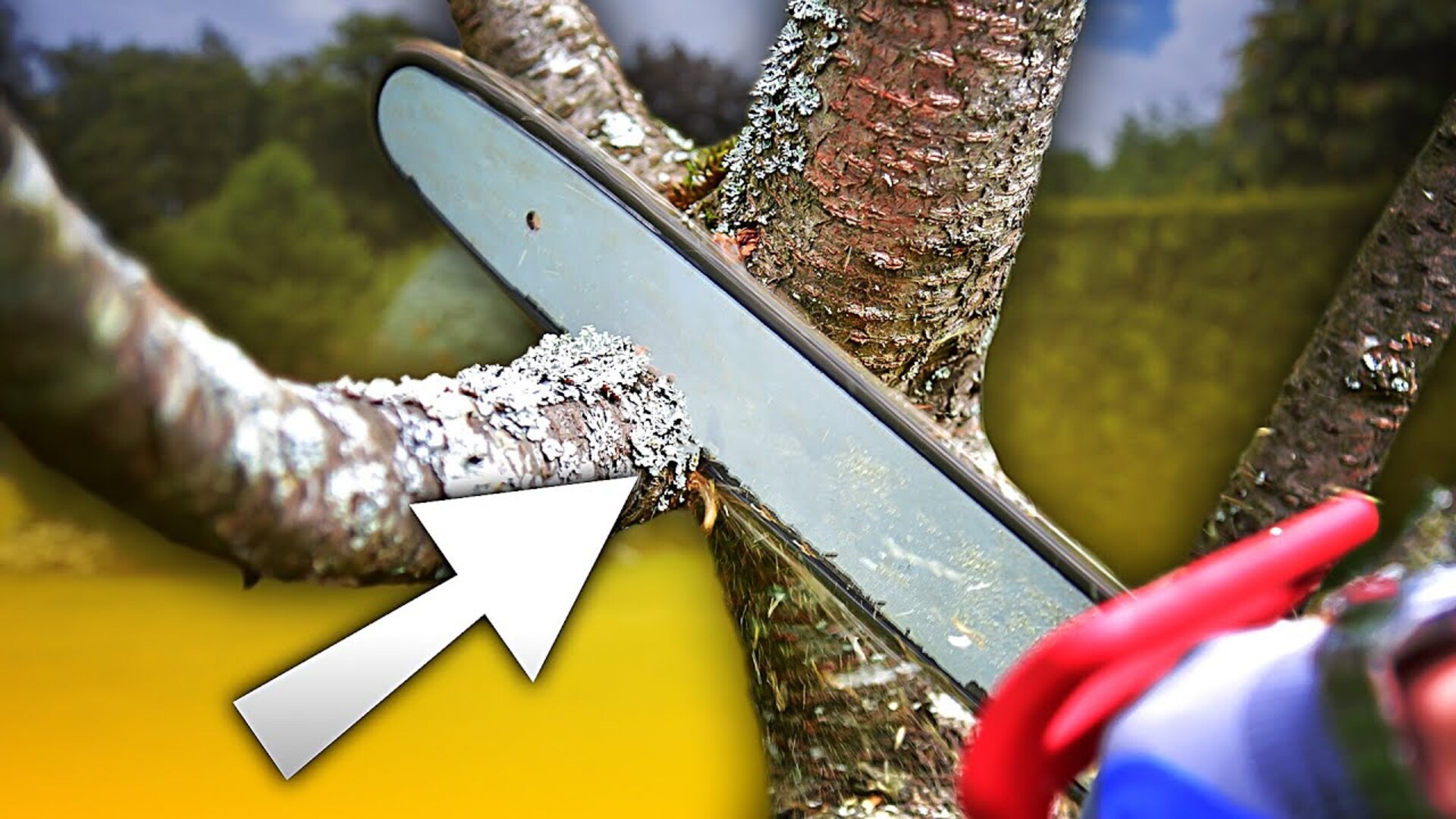 Why Some Trees Get Trimmed All The Way Back To Their Trunks