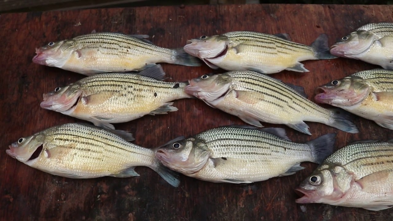 Yellow bass caught and cooked in a tasty recipe
