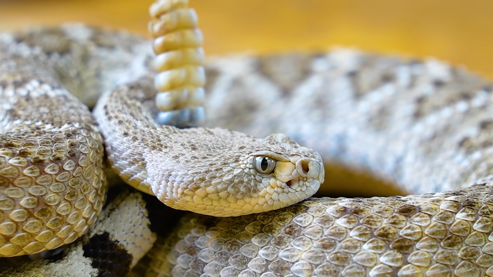 Busting 25 Myths That Everyone Gets Wrong About Snakes