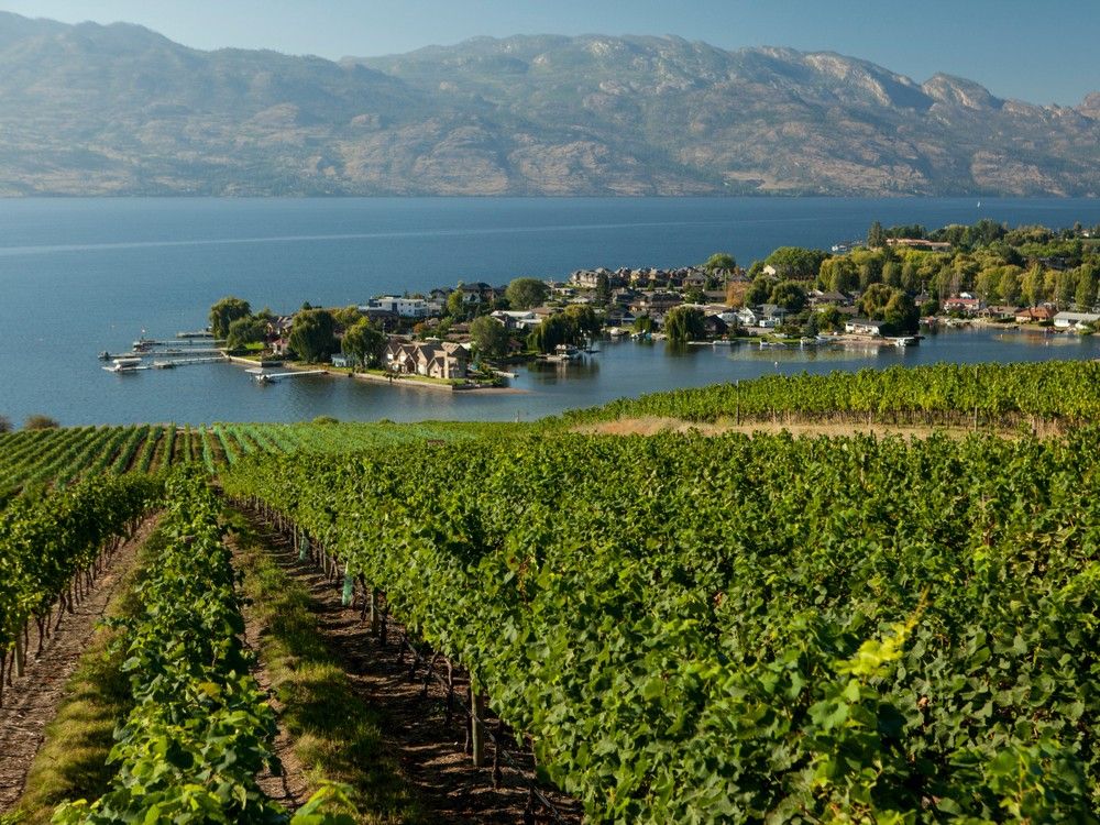 A glut of grapes: Why are some B.C. wineries importing U.S. grapes in a ...