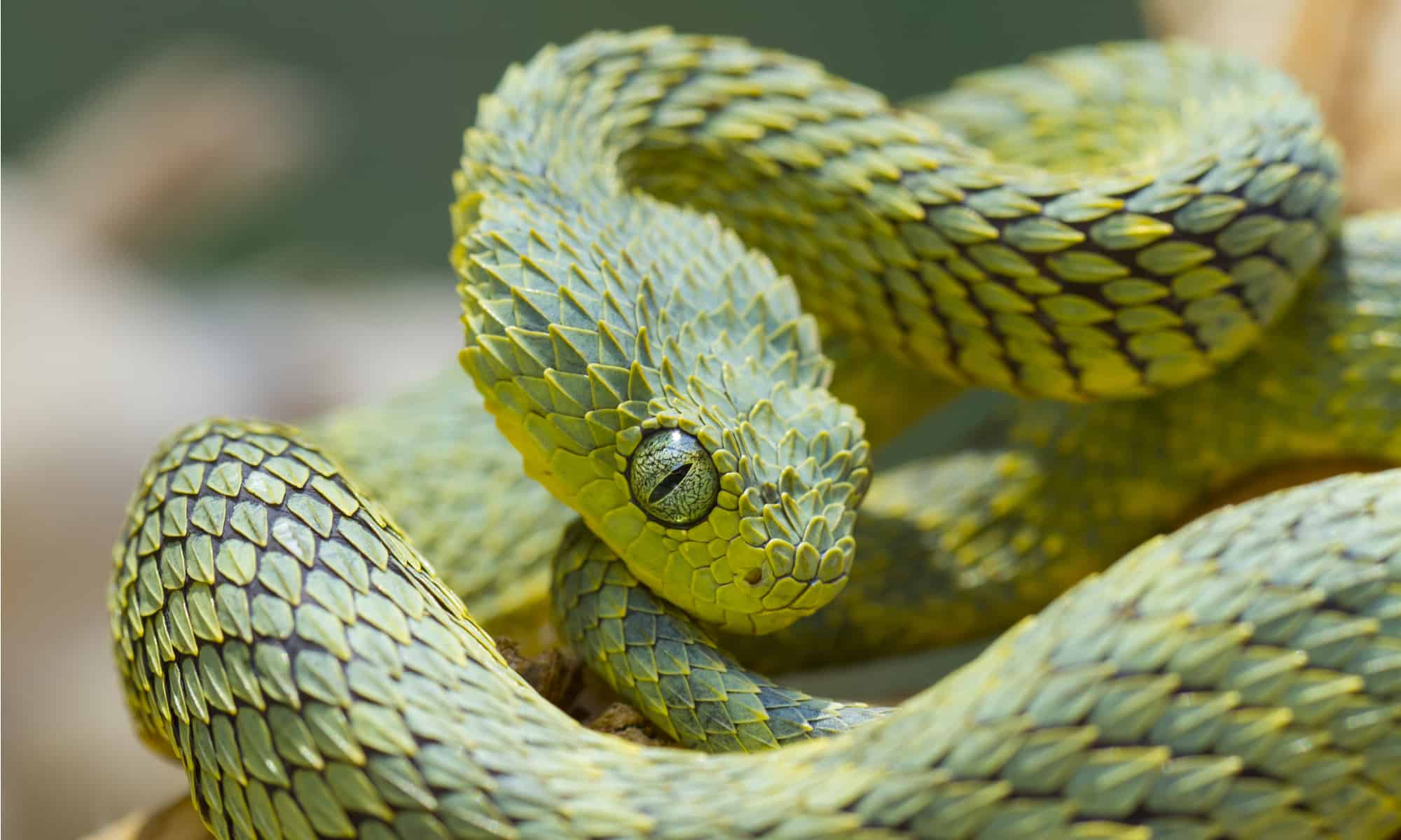 How to tell if a snake is venomous (before it’s too late)
