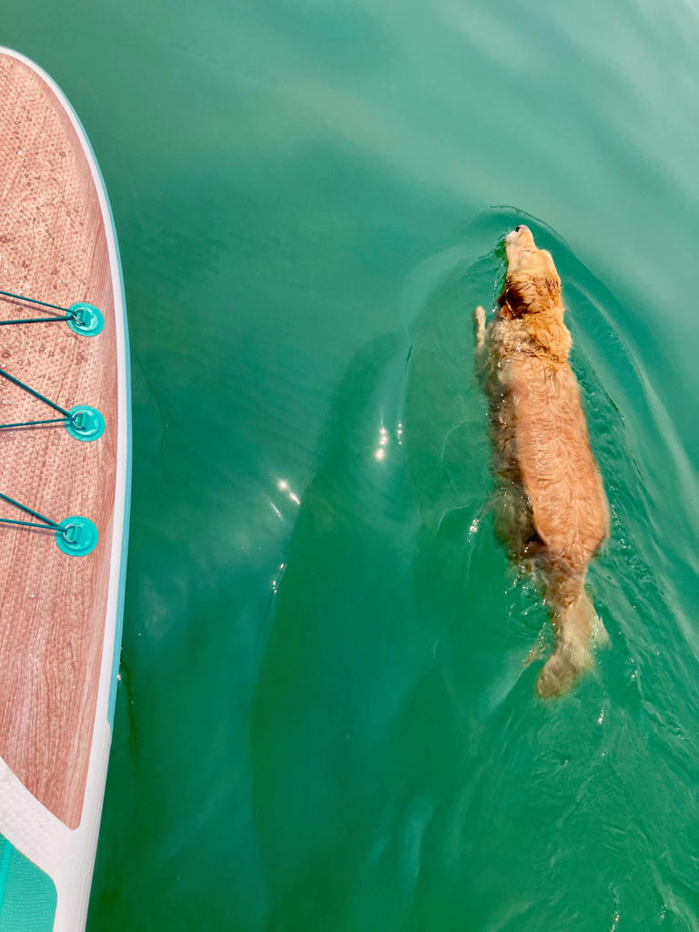 Why we consider pets part of the family: Our Best Life