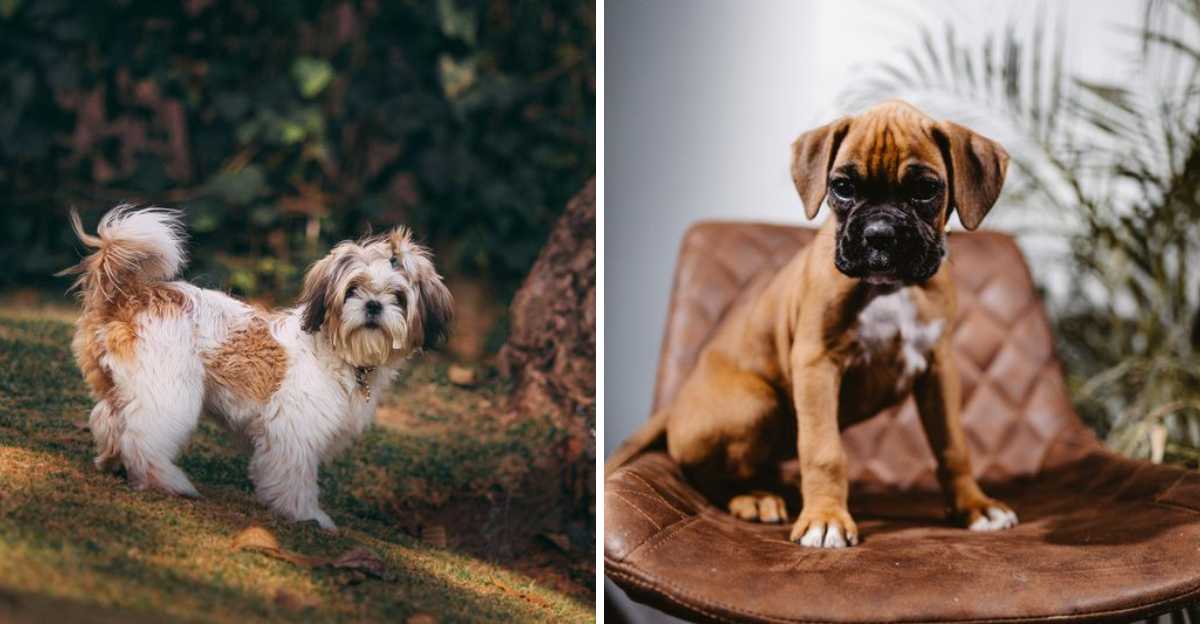 12 Beloved Dog Breeds And The One Health Risk That Comes With Each