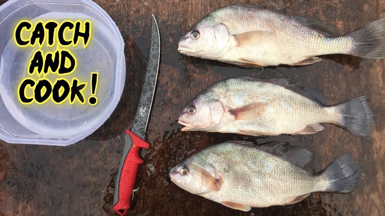 Catching and Cooking Unexpected “Trash” Fish Revealed