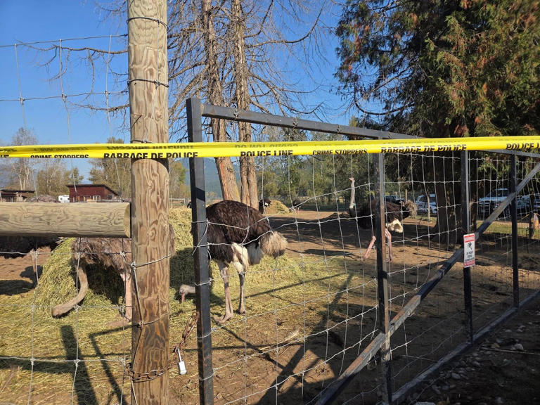 Canadian ostrich farm loses long legal battle to avoid cull of its birds