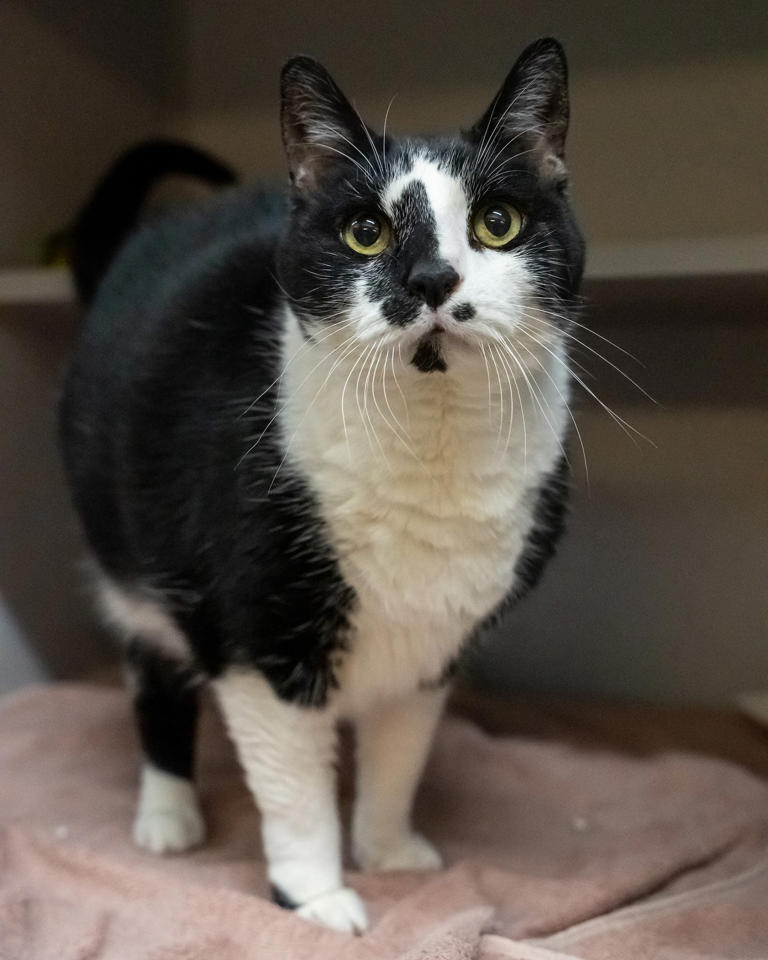 Meet Bruce: Lower Bucks County's Shelter Pet Of The Week