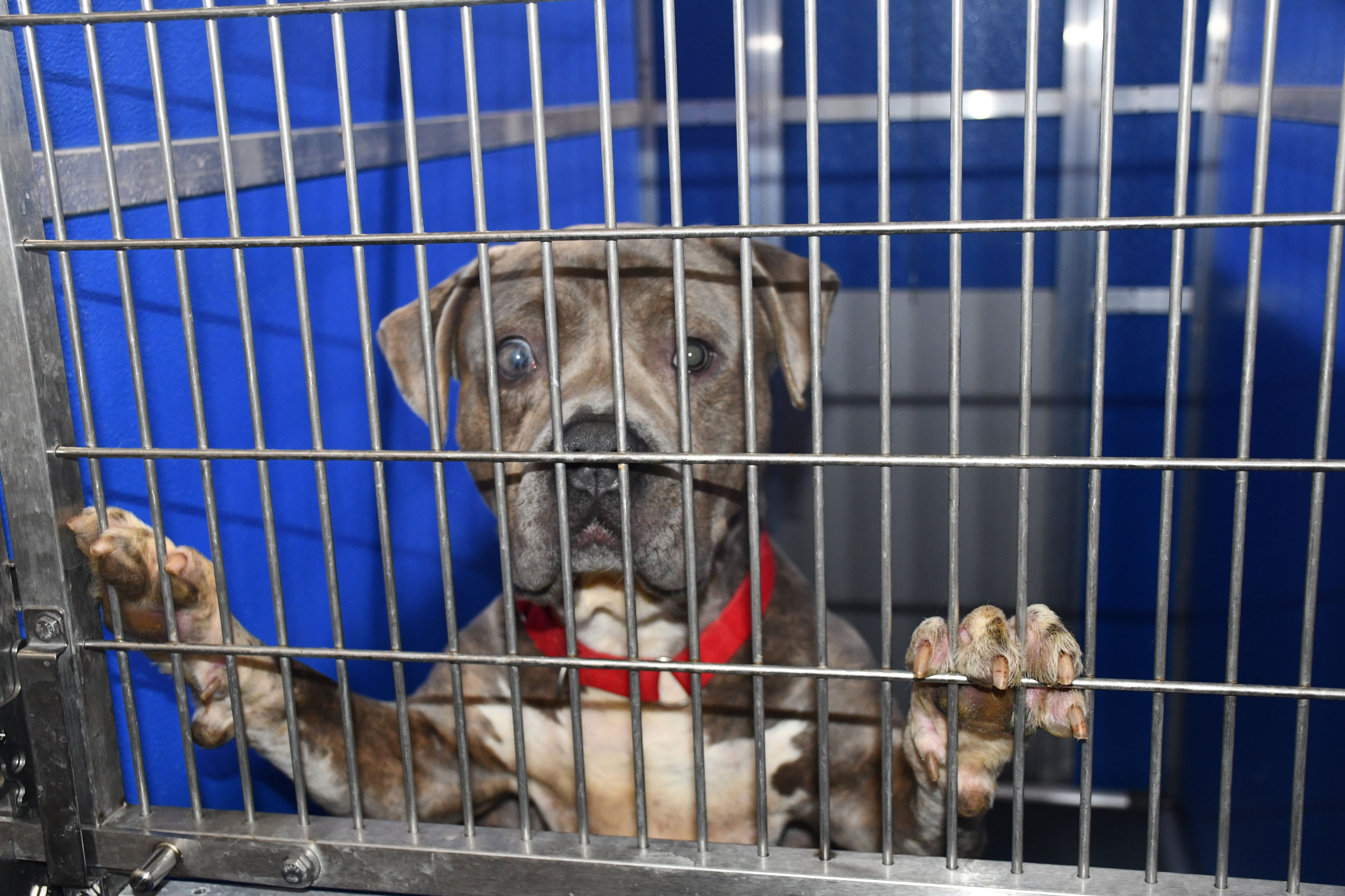 As new D.C. animal shelter opens, an urgent call to come adopt a pet