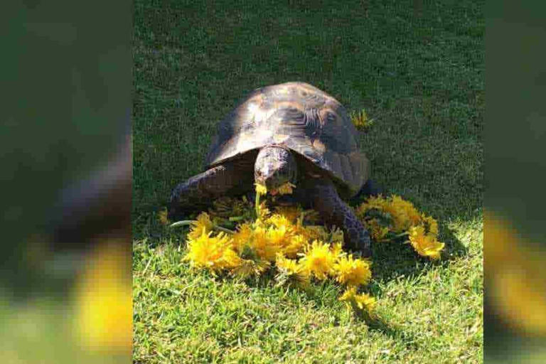 ‘Beloved’ 35-year-old tortoise stolen from Nottinghamshire home