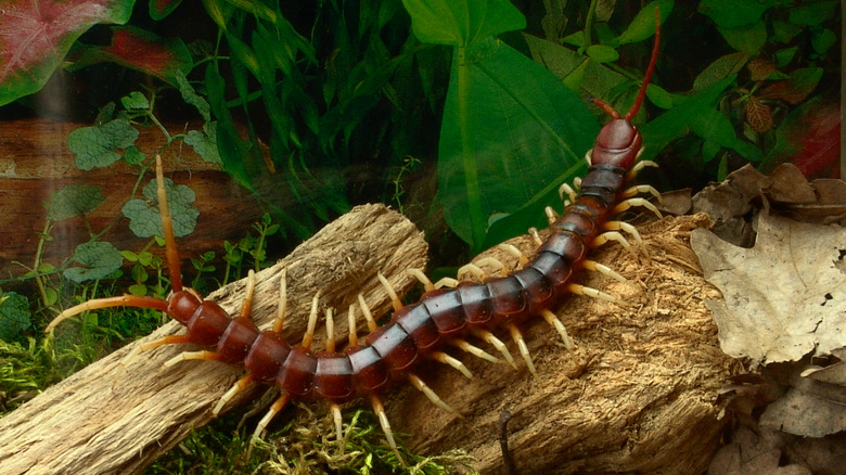 The Most Dangerous Animals In The Amazon Rainforest