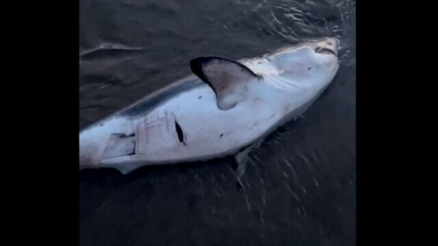 Watch: Woman rescues shark struggling on Oregon shore