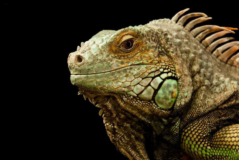 12 Animals People Keep As Pets That Really Shouldn’t Be