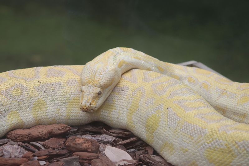 12 Animals People Keep As Pets That Really Shouldn’t Be