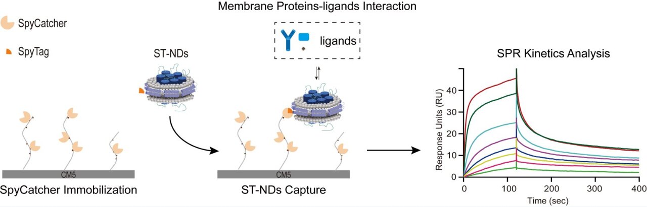SpyTag nanodisks enable reliable surface plasmon resonance analysis of ...