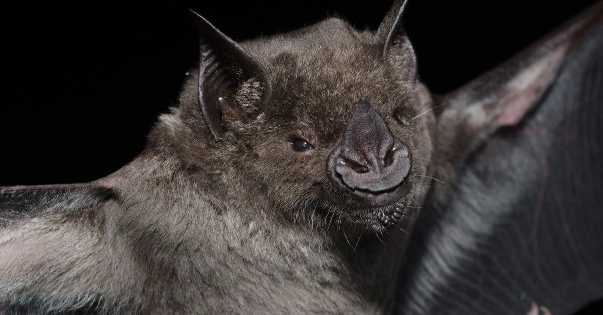 20 strange animals you can actually see at zoos in the US