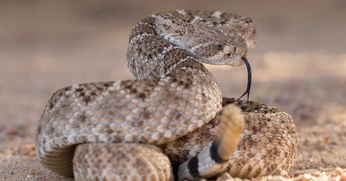 These are the biggest snakes in the United States
