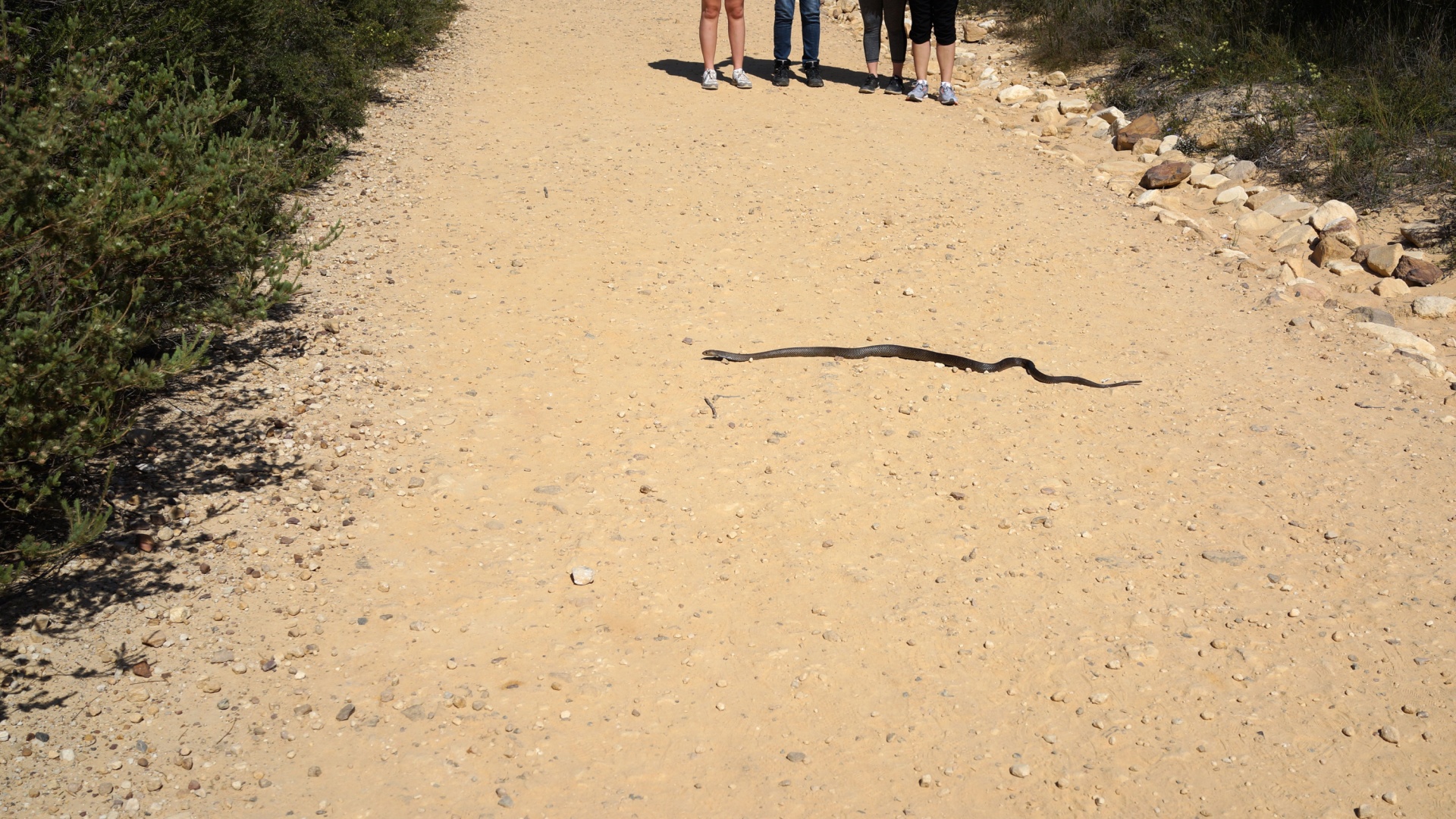 Mistakes Hikers Make That Can Trigger Snake Attacks