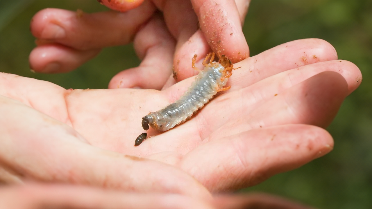 Nature’s titans: The giant larva