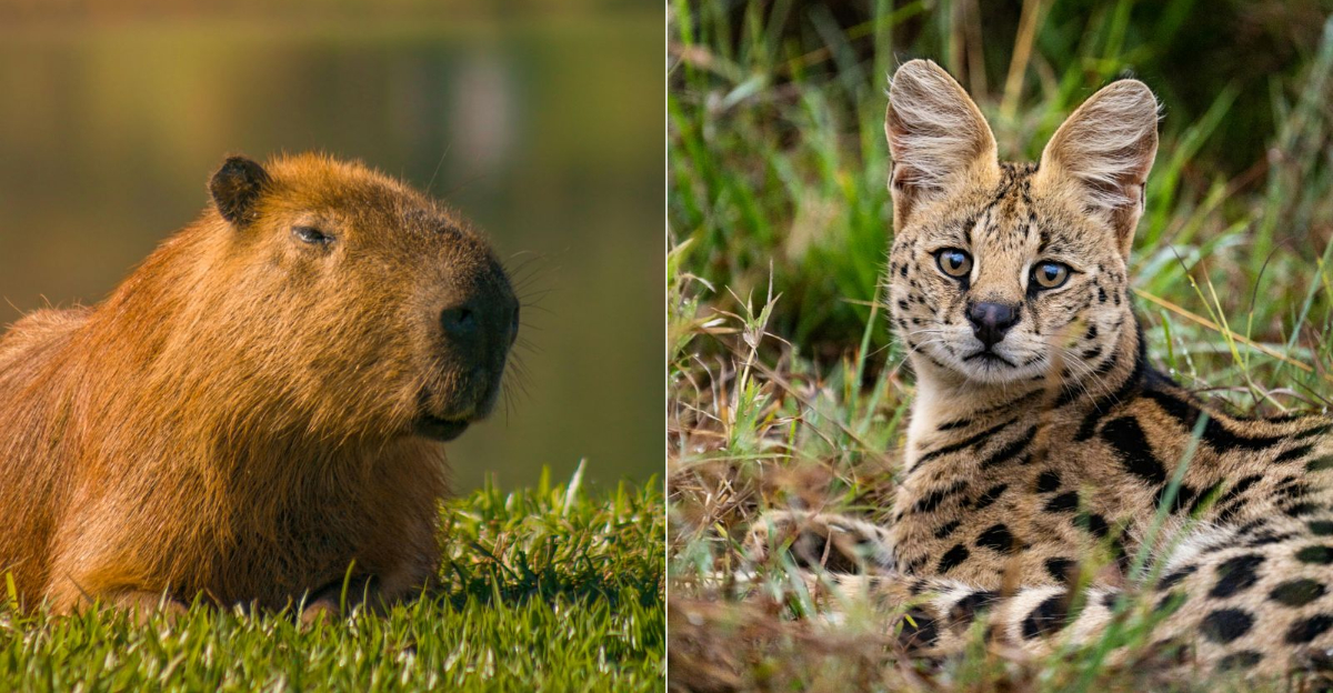10 Exotic Animals That Require Government Permission