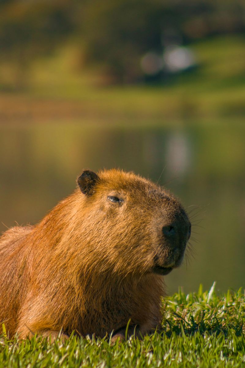 10 Exotic Animals That Require Government Permission