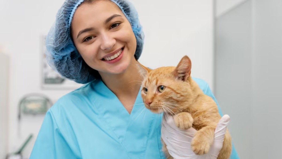 12 errores comunes que los humanos cometen con sus gatos, según ...
