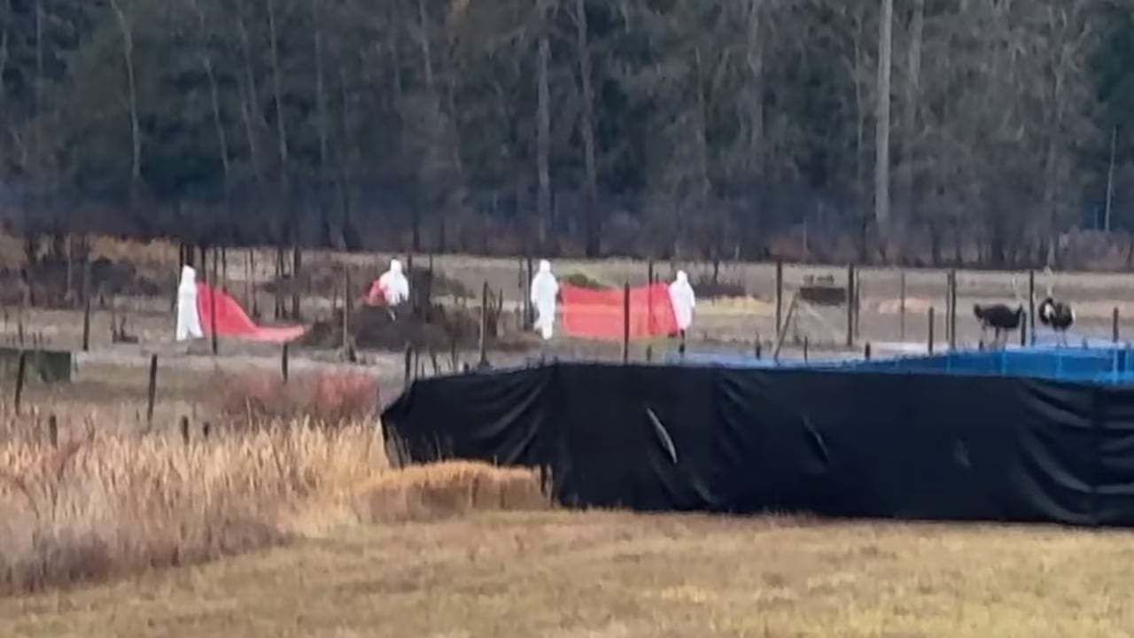 Marksmen complete cull at B.C. ostrich farm, CFIA says