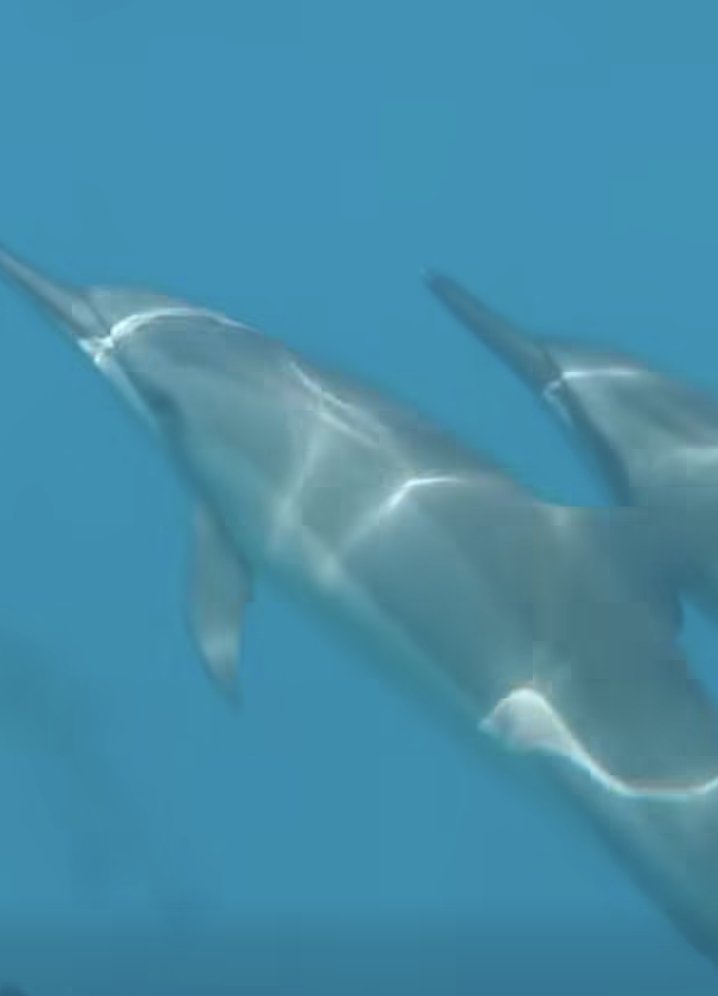 Virtually scuba diving