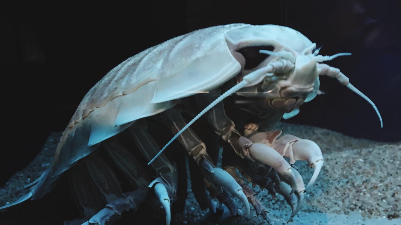 A new deep sea predator has emerged from the abyss