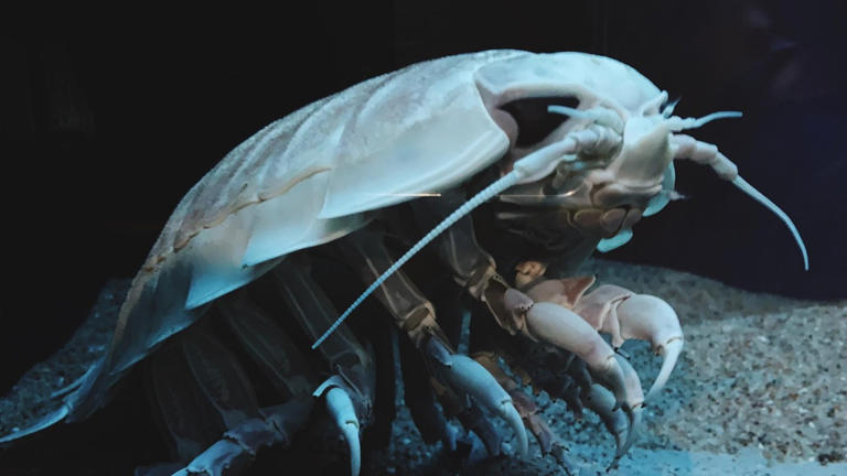 A new deep sea predator has emerged from the abyss