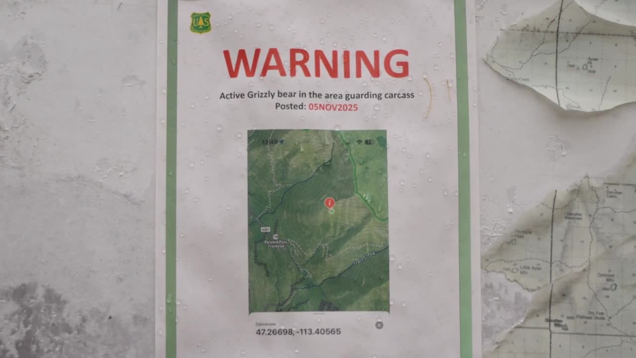 Follow up: 2 grizzly bears killed by hunters near Seeley Lake after ...
