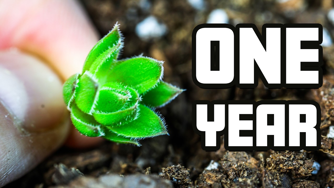 I planted a hen... and she had chicks (houseleek time-lapse)