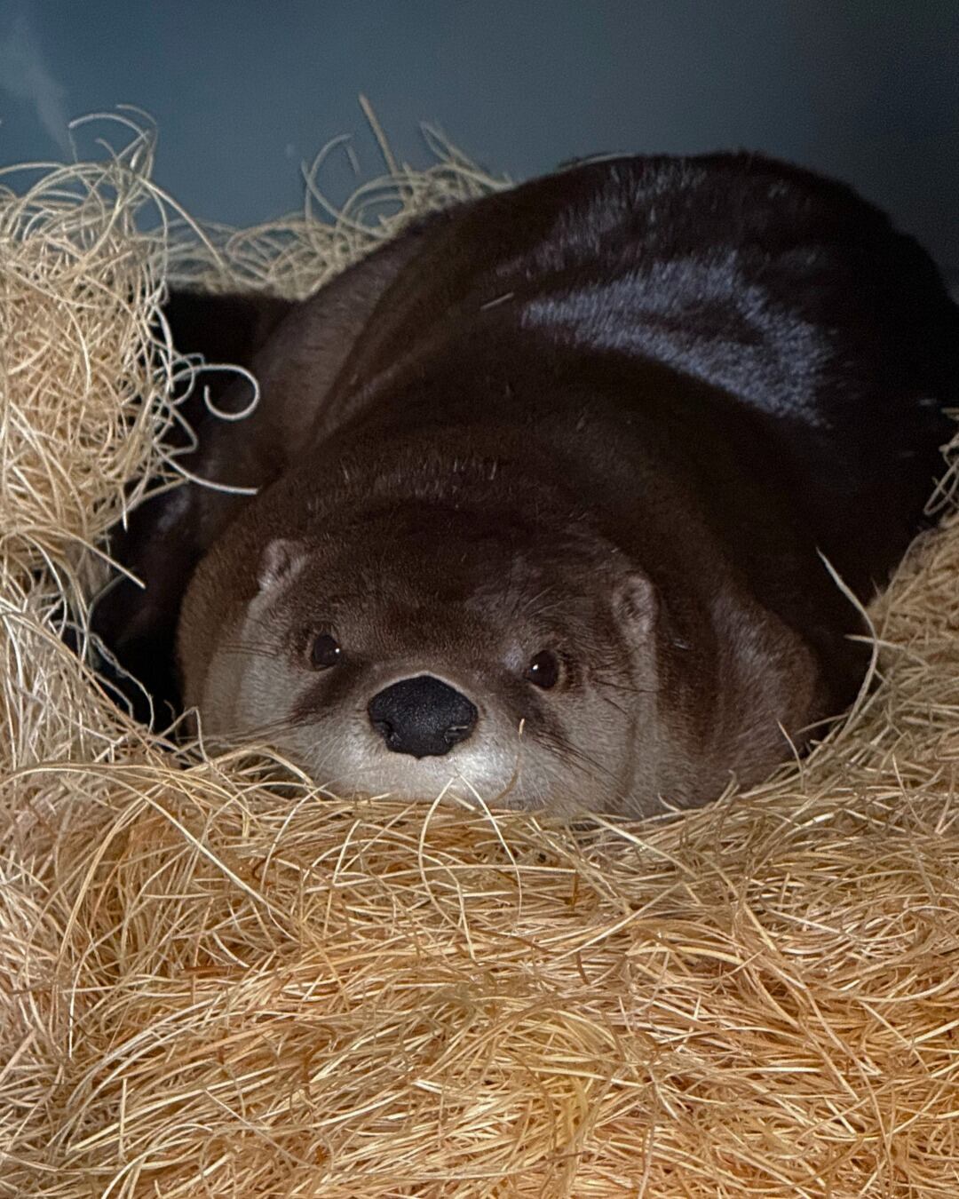 Seattle Aquarium announced the death of beloved sea otter, Ahanu
