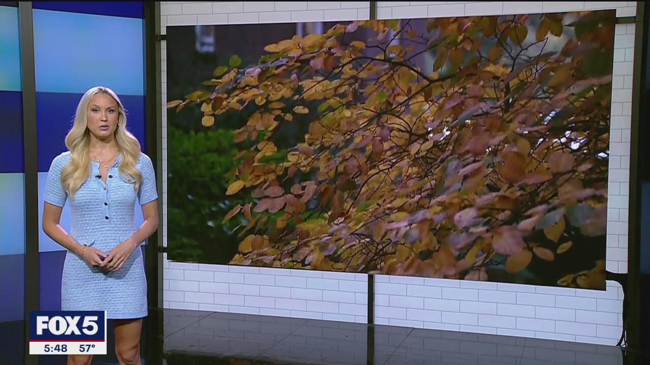 Central Park’s new fall foliage map shows where leaves are peaking ...