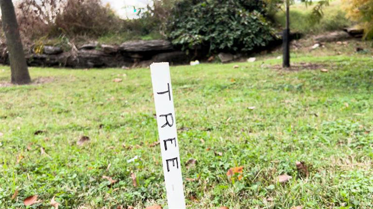Memorial tree to honor Dot Dobbins in Germantown