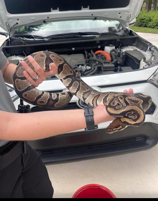 Python makes Florida car engine its new home