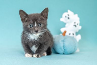 These 12 adoptable cats and dogs are looking for their fur-ever homes